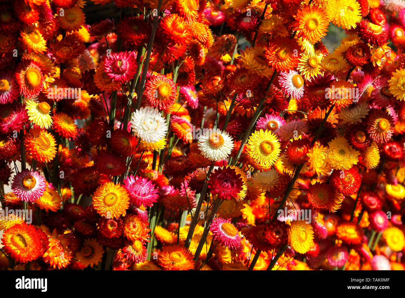 Straw flower hi-res stock photography and images - Alamy