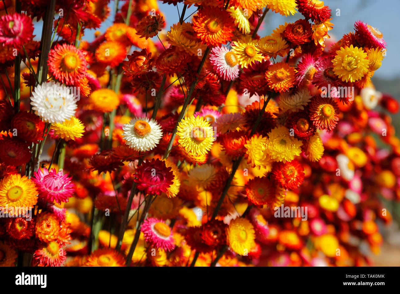 Straw flower hi-res stock photography and images - Alamy