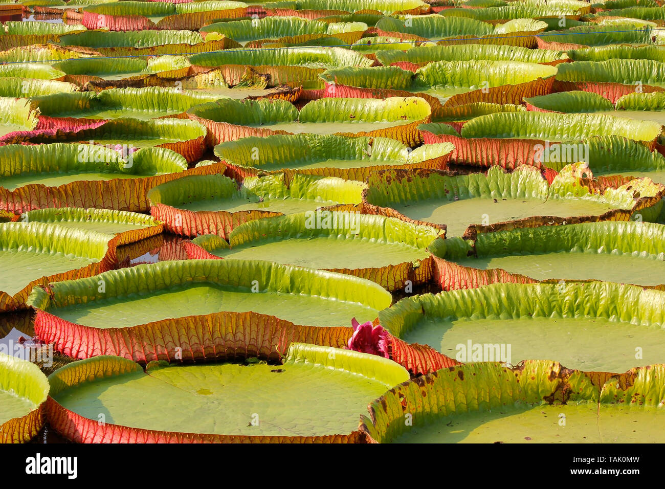 pile of floating lotus, giant water lily or victoria water lily Stock ...