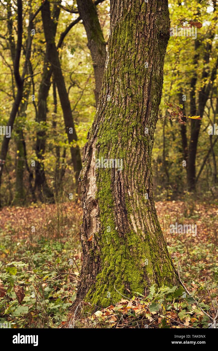 Tree Trunk Closeup Stock Photo - Alamy