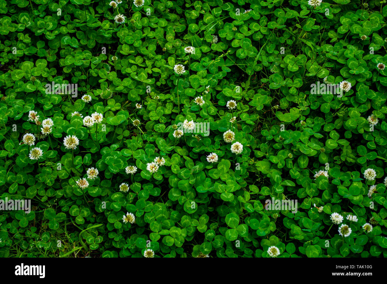 Small white flowers growing on the grass Stock Photo - Alamy