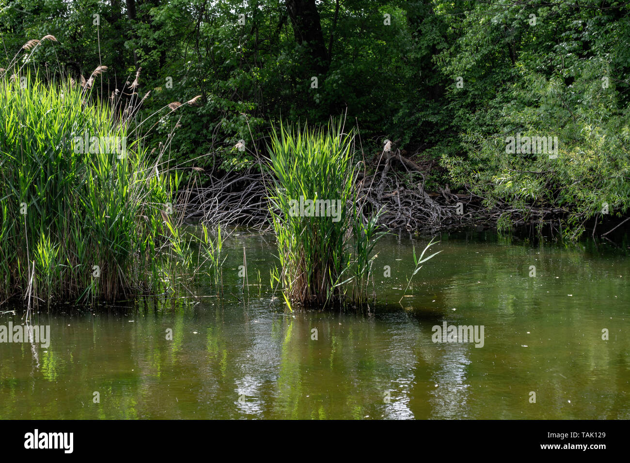 Prospect lake hi-res stock photography and images - Alamy