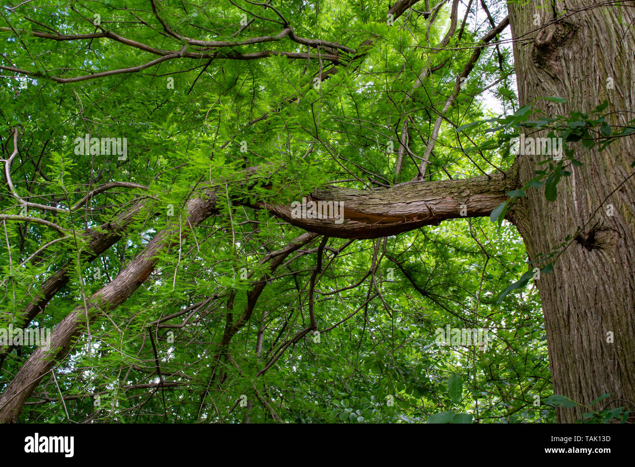 Large and old trees in the Prospect park, Brooklyn Stock Photo - Alamy