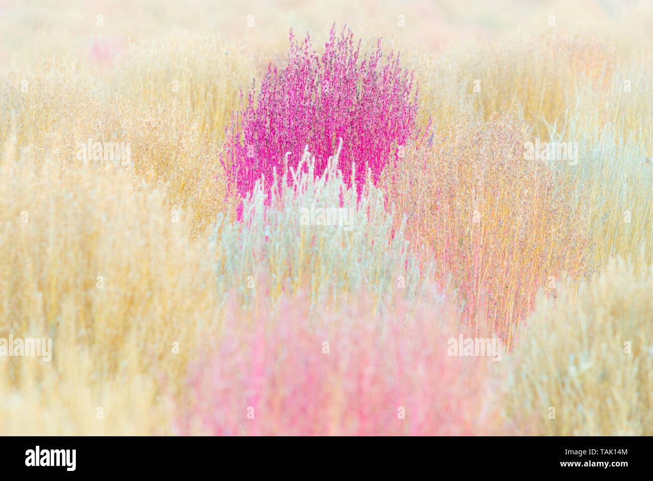 Kochia hi-res stock photography and images - Alamy