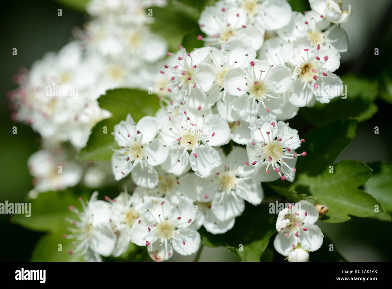 Hawthorn flower and leaf hi-res stock photography and images - Alamy