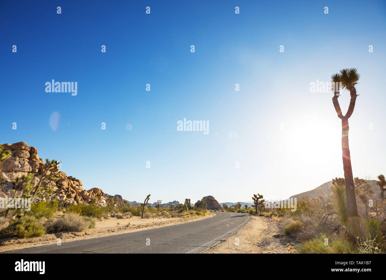Joshua tree in Arizona desert along road. Travel background Stock Photo ...