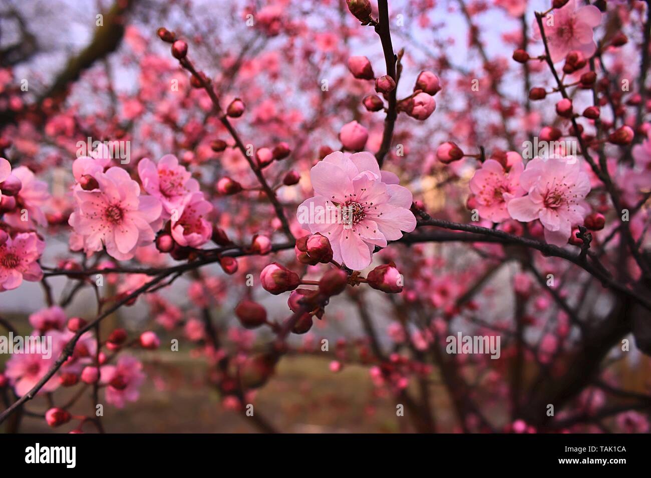 Budding cherry blossoms hi-res stock photography and images - Alamy