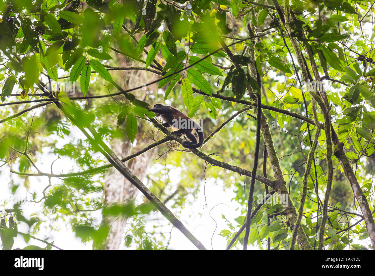 White faced capuchin monkeys forest in Costa Rica, Central America ...
