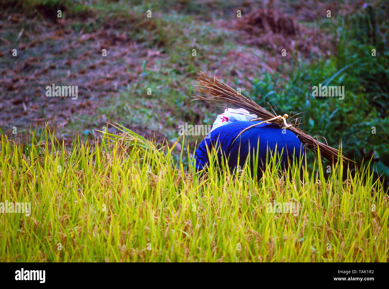 woman working in a rice paddy, circa 1985 Stock Photo - Alamy
