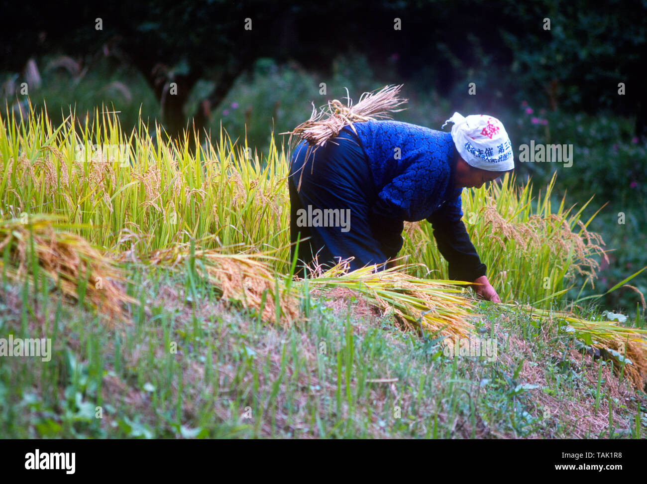woman working in a rice paddy, circa 1985 Stock Photo - Alamy