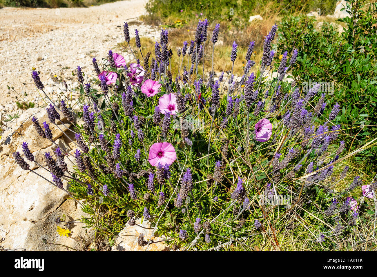 Montgo walk hi-res stock photography and images - Alamy