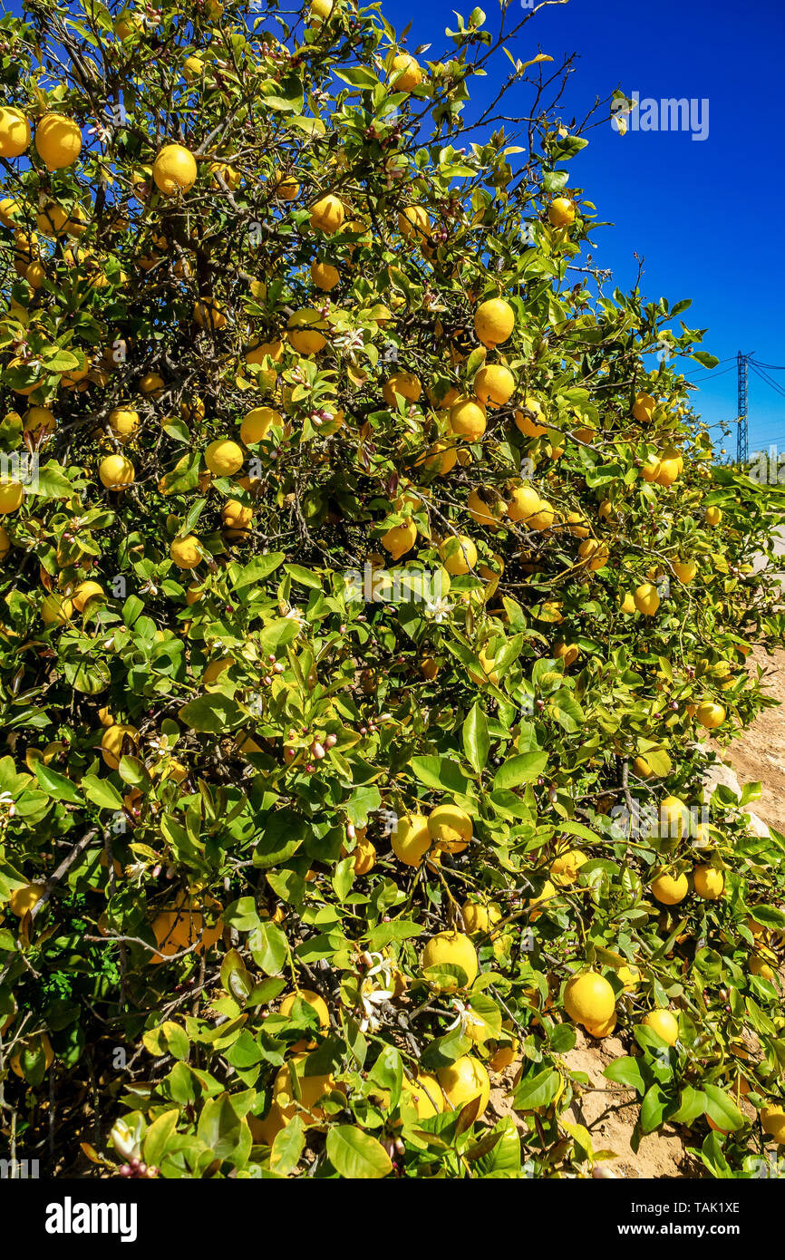 Lemon trees in Elche near Alicante in Spain Stock Photo - Alamy