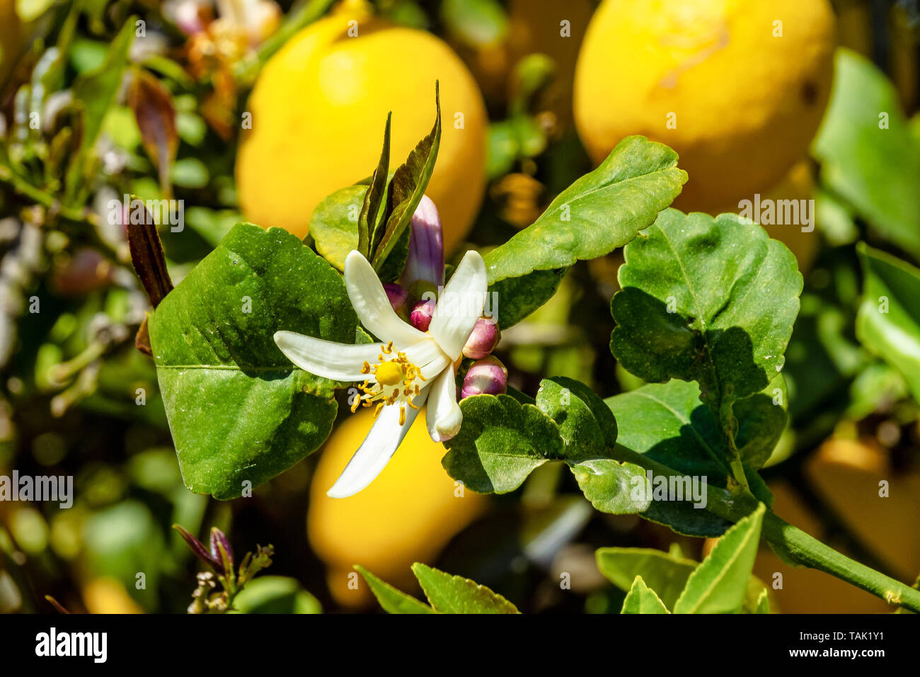 Lemon trees in Elche near Alicante in Spain Stock Photo - Alamy
