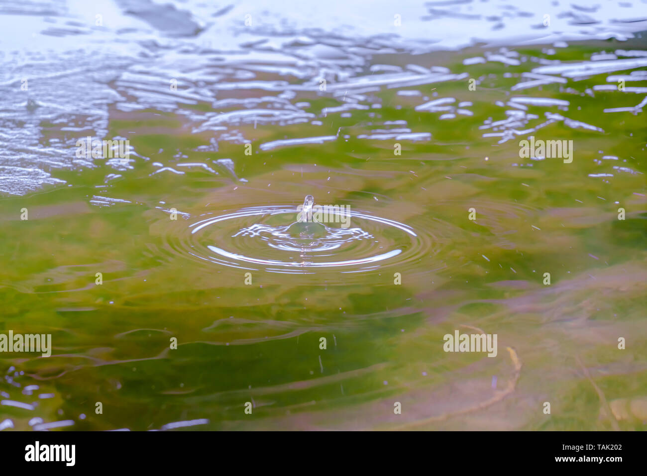 Stone dropped in water creating a splash and ripple on the glistening ...