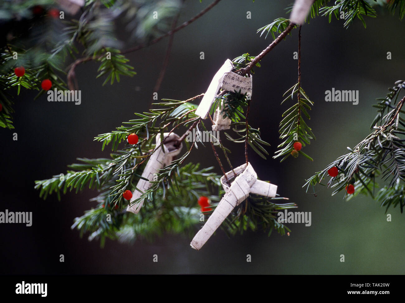Omikuji, tied to a tree, Meji Shrine, Tokyo, Japan Stock Photo - Alamy