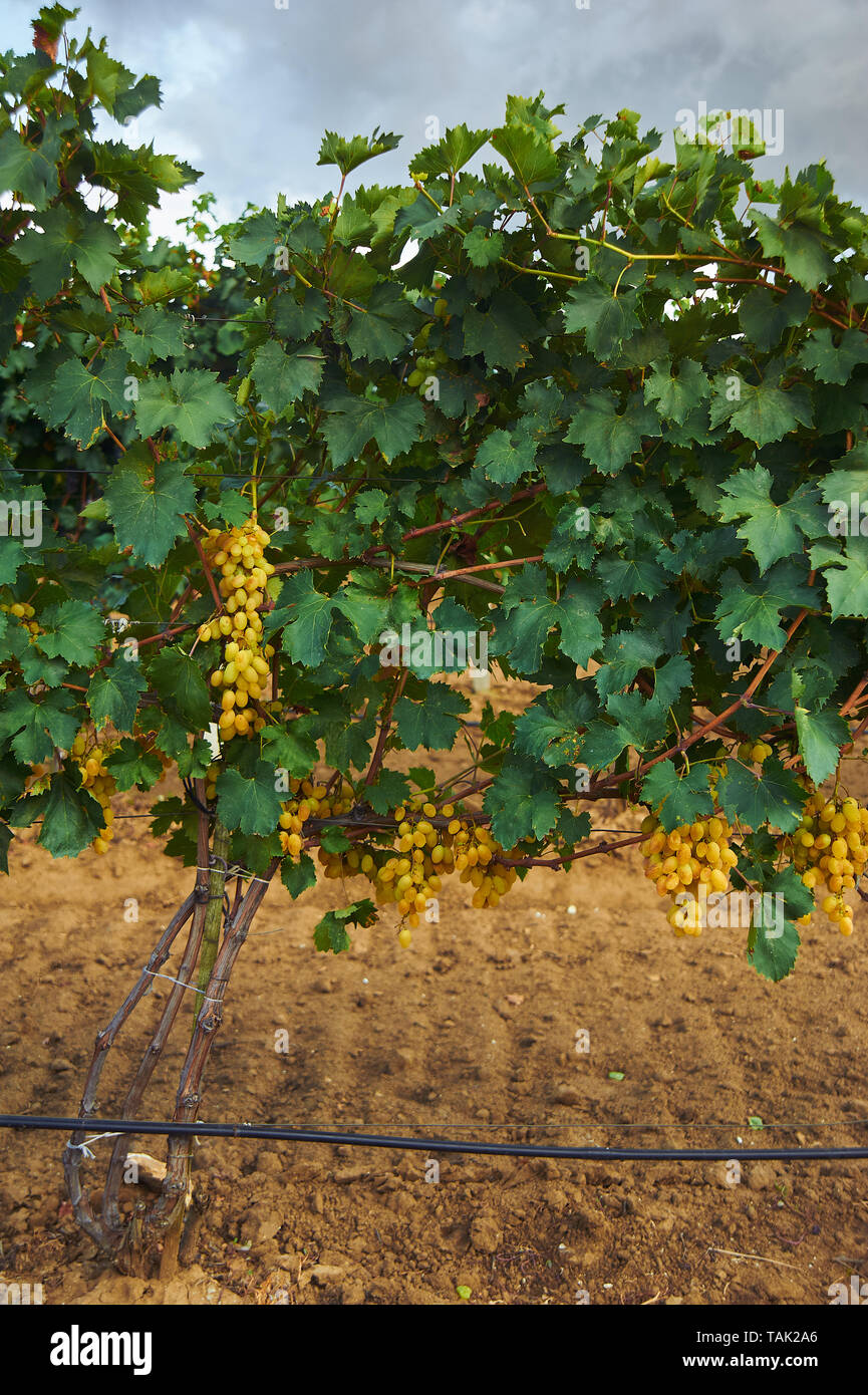 vine tree with ripe yellow grape bunch in vineyard. grape bush in soil ...