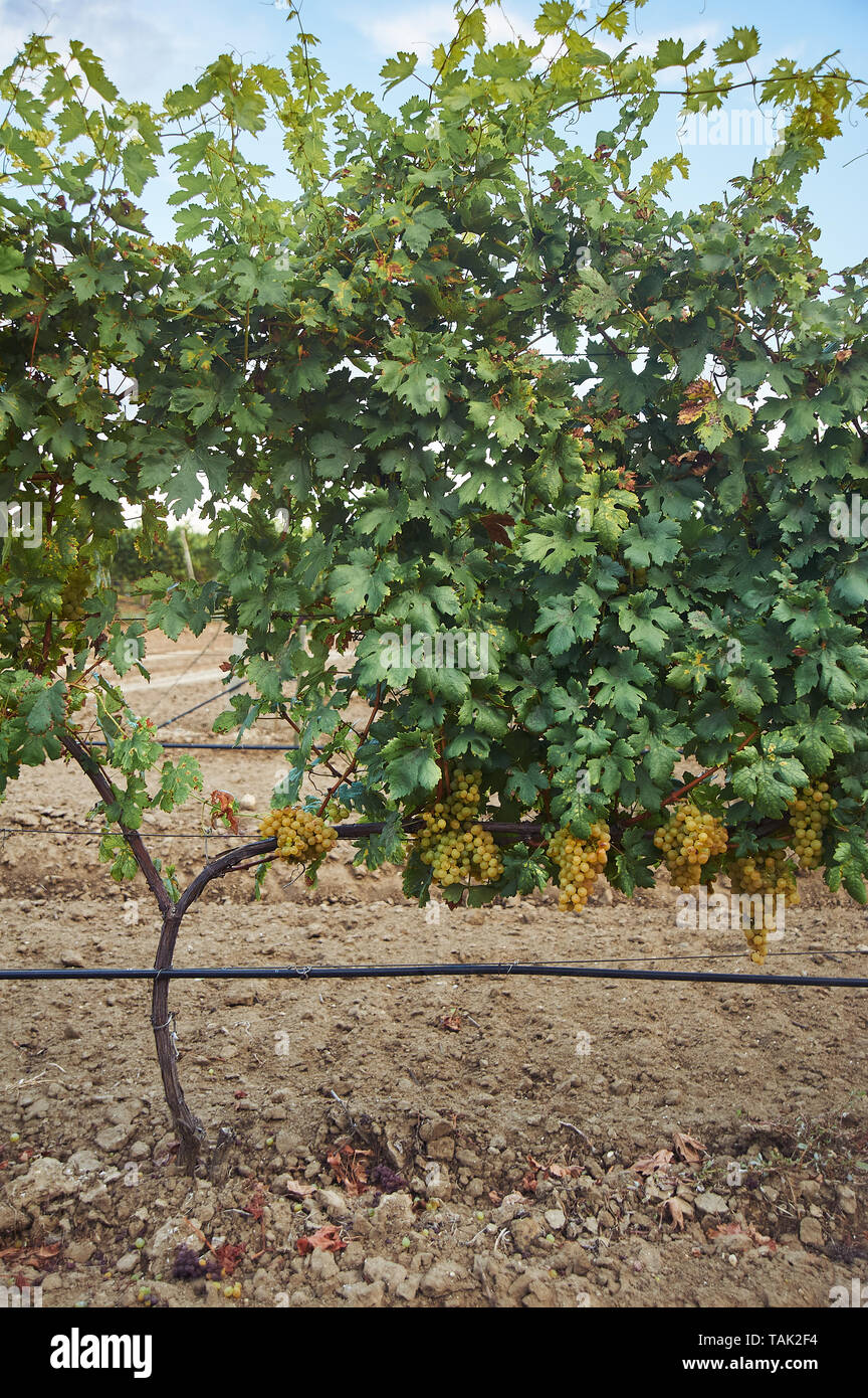 Young vines landscape vertical frame hi-res stock photography and ...