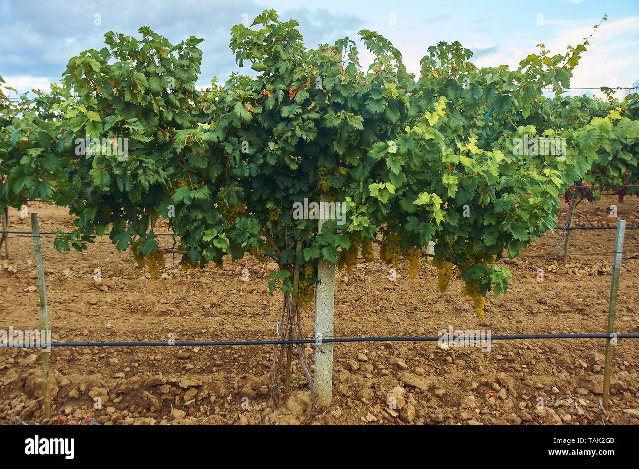 Grape vines greenhouse hi-res stock photography and images - Alamy