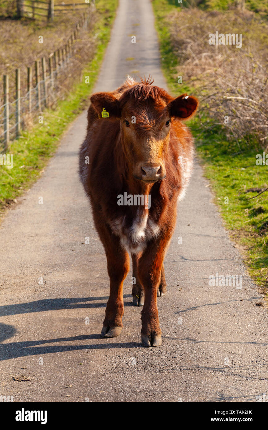 A cow standing in the middle of the road on the Isle of Eigg Scotland ...