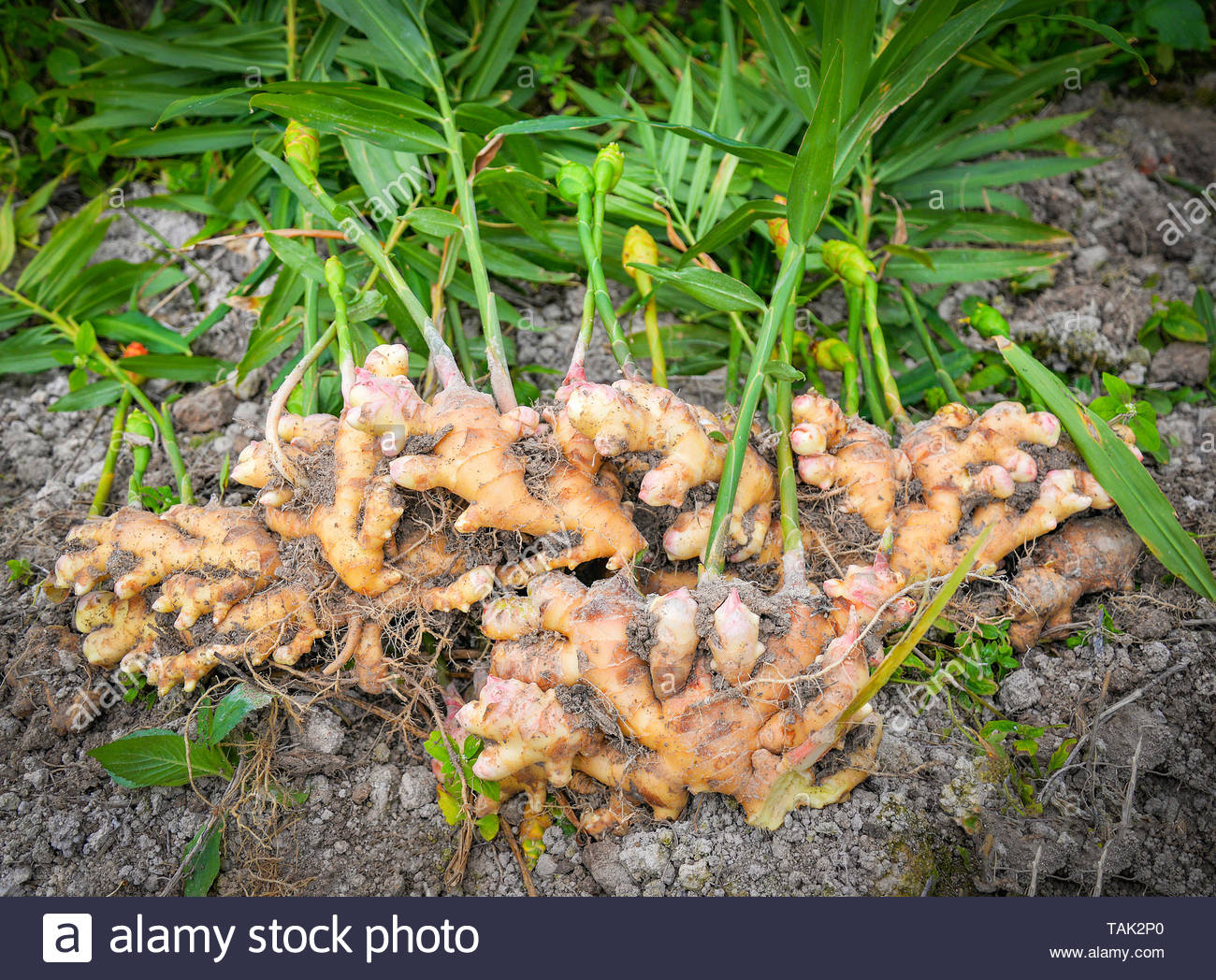 Ginger Root Leaf