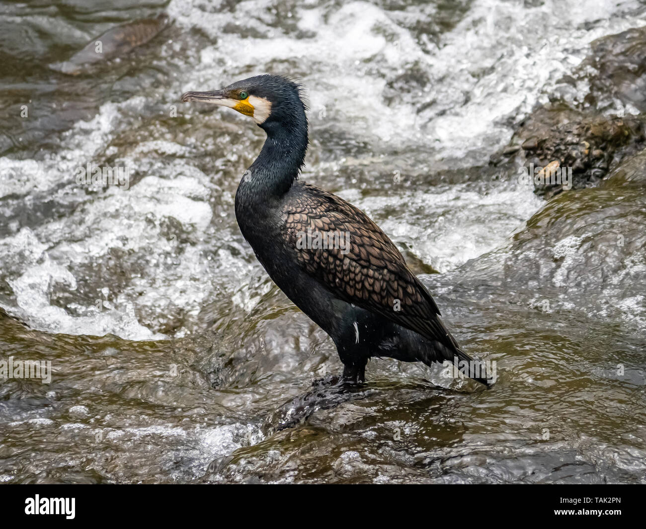 Capillatus hi-res stock photography and images - Alamy