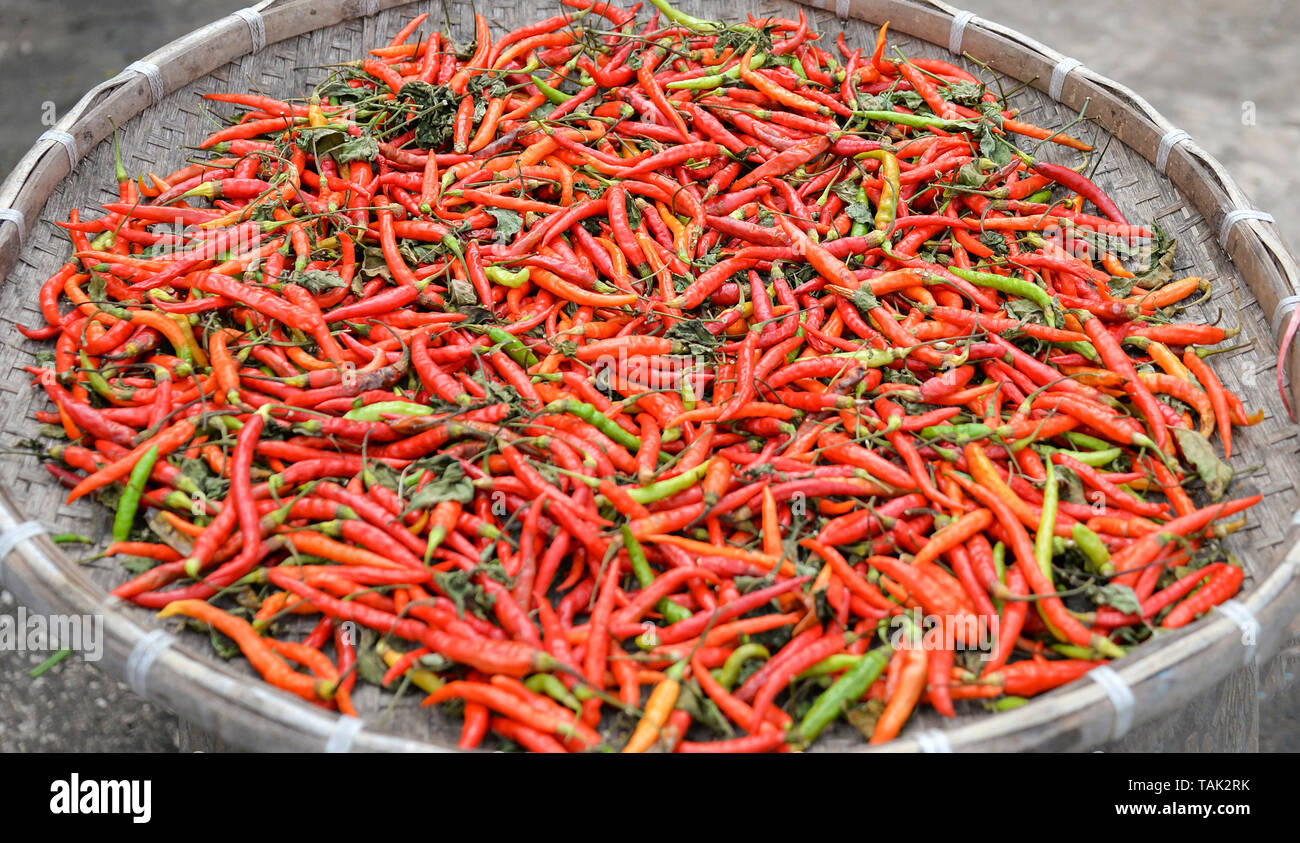 Dried red chili pepper to sun dry chilli on threshing basket background ...