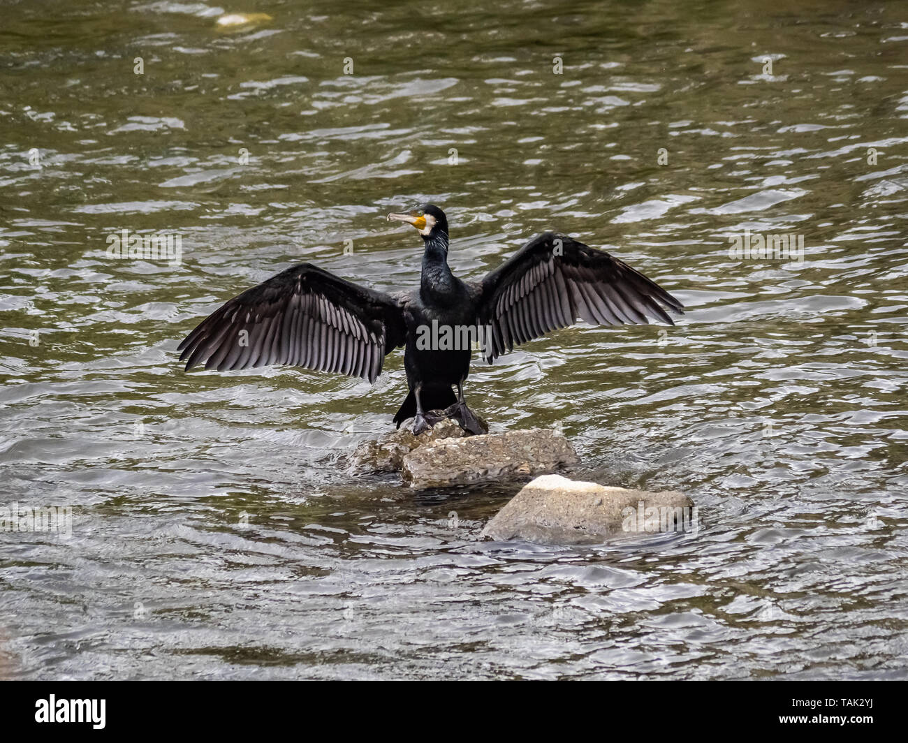 Japanese cormorant, Phalacrocorax capillatus, stretches its wings while ...