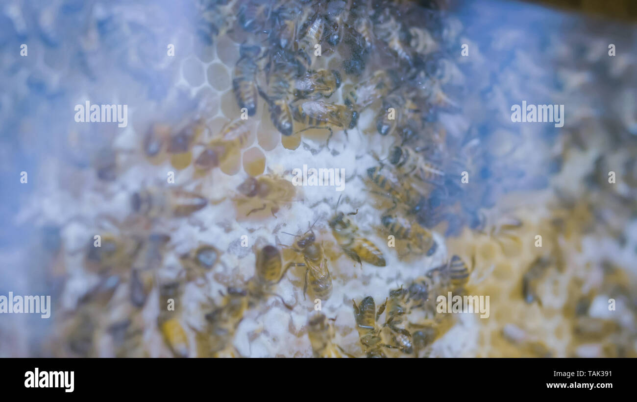 Glass bee hive hi-res stock photography and images - Alamy