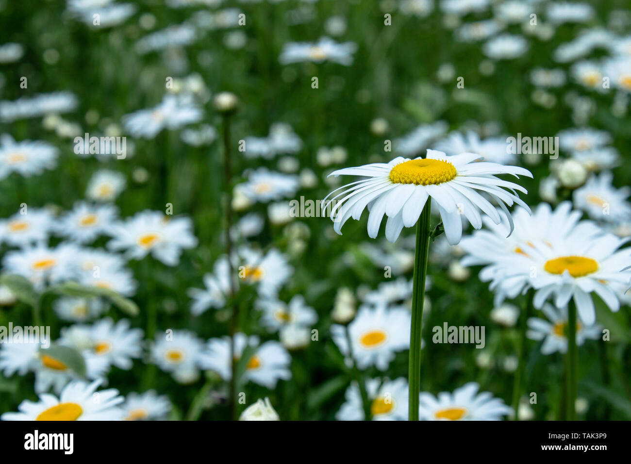 Emphasis to the color of the flowers hi-res stock photography and ...