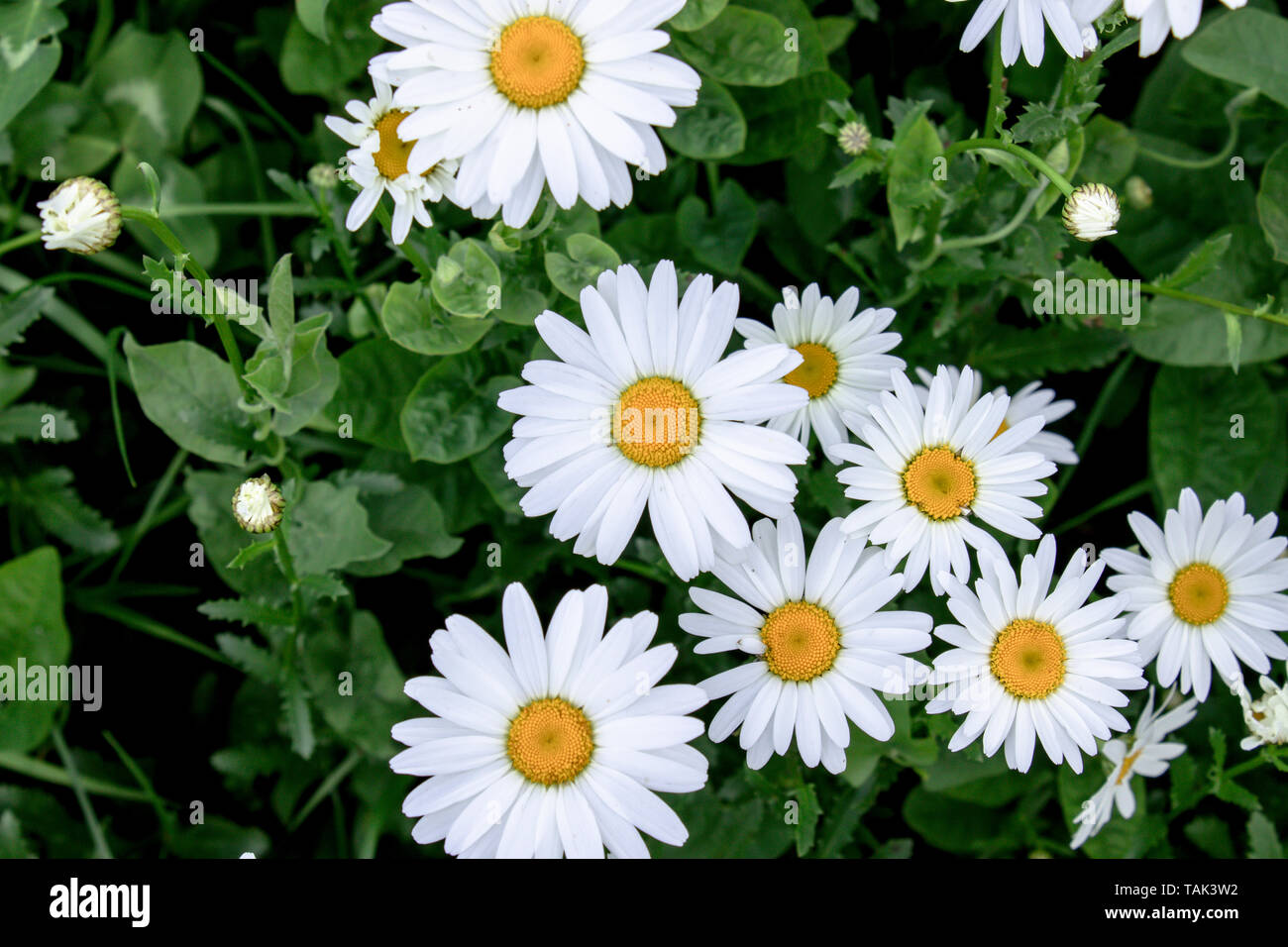 The daisy group hi-res stock photography and images - Alamy