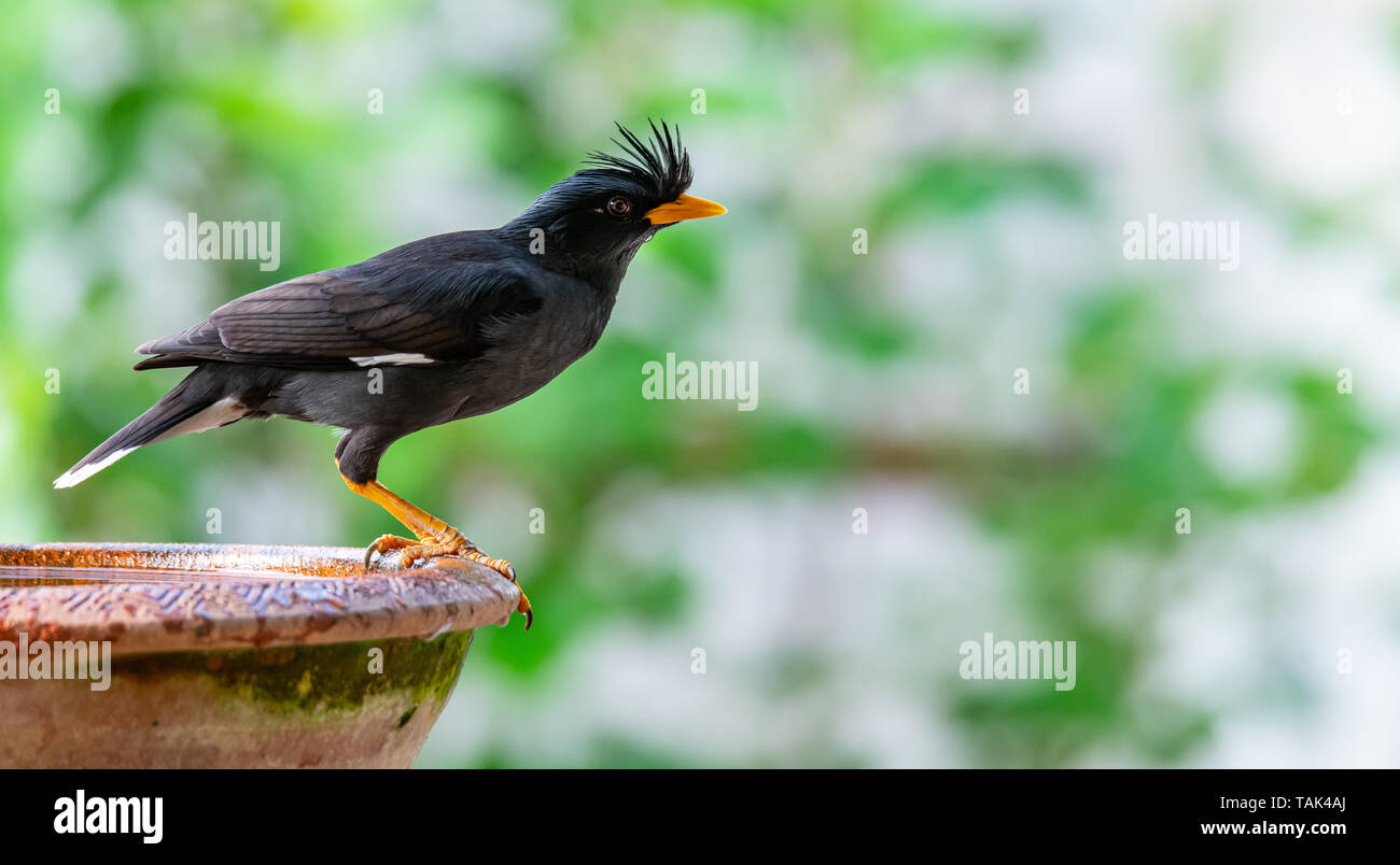 White-vented Myna perching on clay bowl of water with blur green bush ...