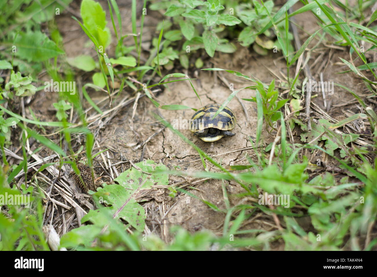 Scared baby turtle on the ground Stock Photo - Alamy