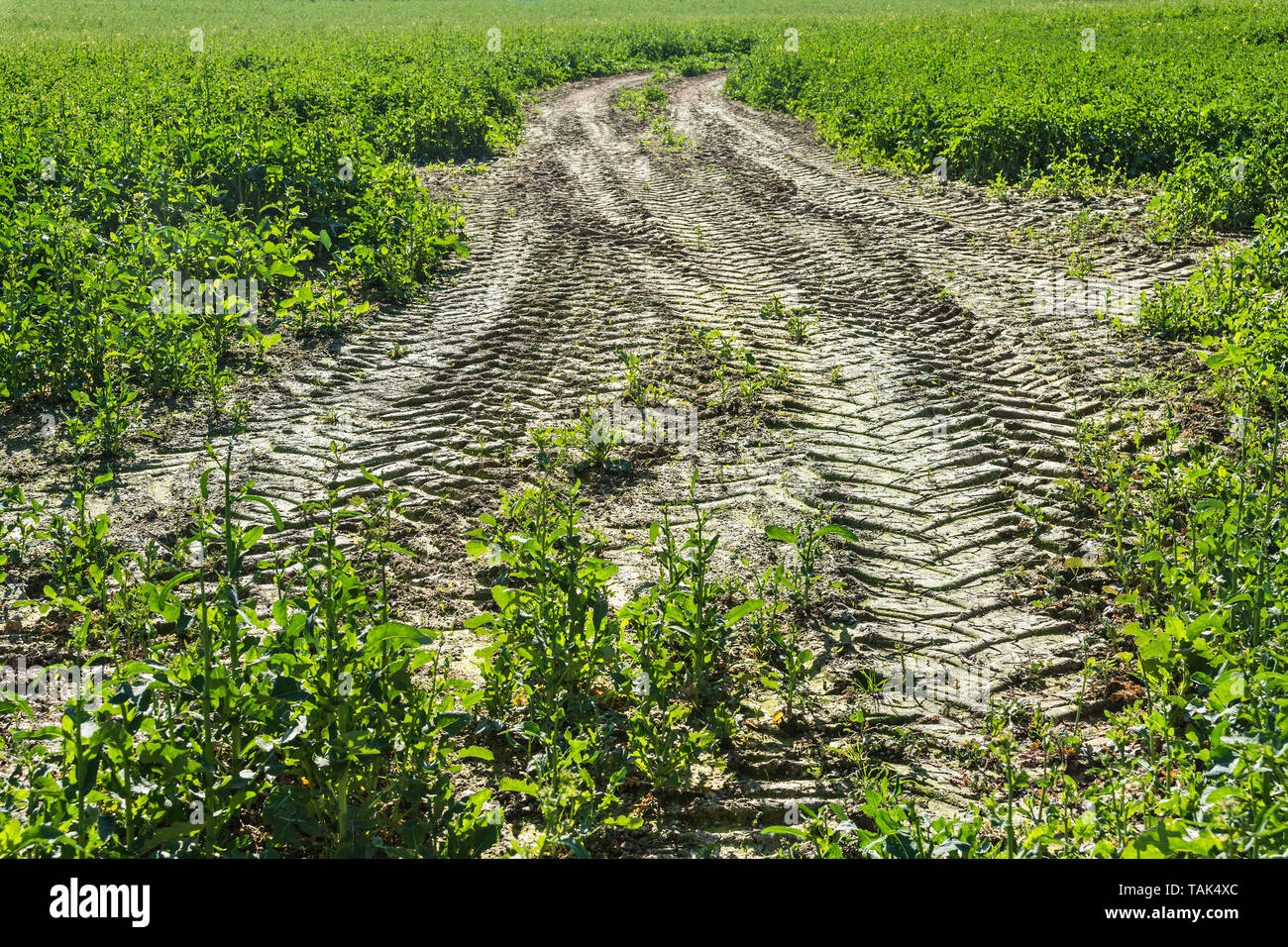 Farm machinery tyre tracks through crops Stock Photo - Alamy
