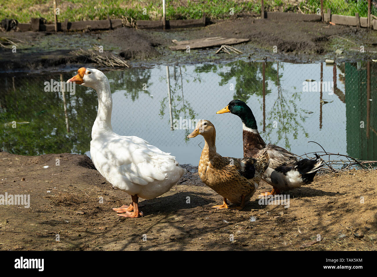 Geese and ducks hi-res stock photography and images - Alamy