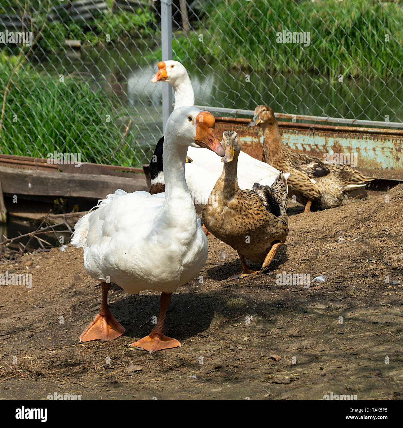 Geese and ducks in rural terrain beside pond at year solar day Stock ...