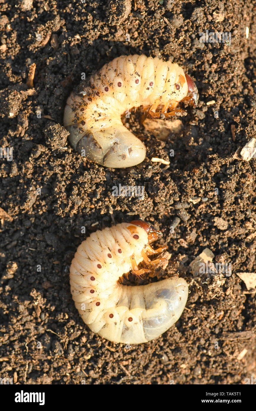 Larva of two may beetle (Melolontha) on the dirt. High resolution photo ...