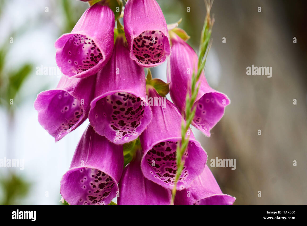 Japanese foxglove hi-res stock photography and images - Alamy