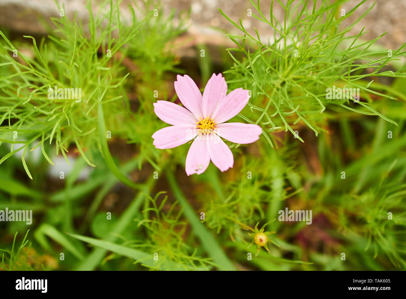 Light pink cosmos (Cosmos bipinnatus) and its green foliage growing ...