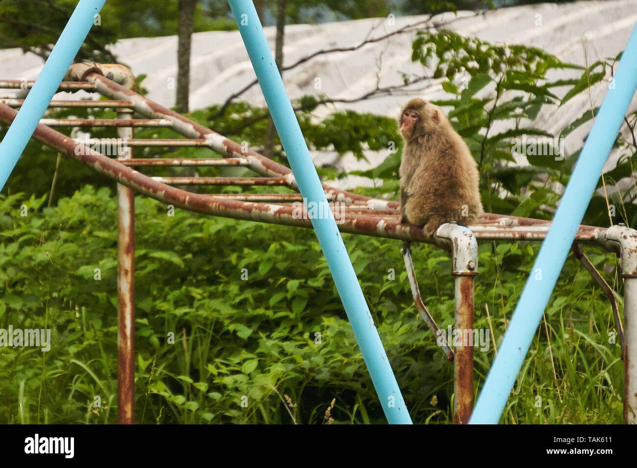 An adolescent Japanese macaque (Macaca fuscata) sits on rusted monkey ...
