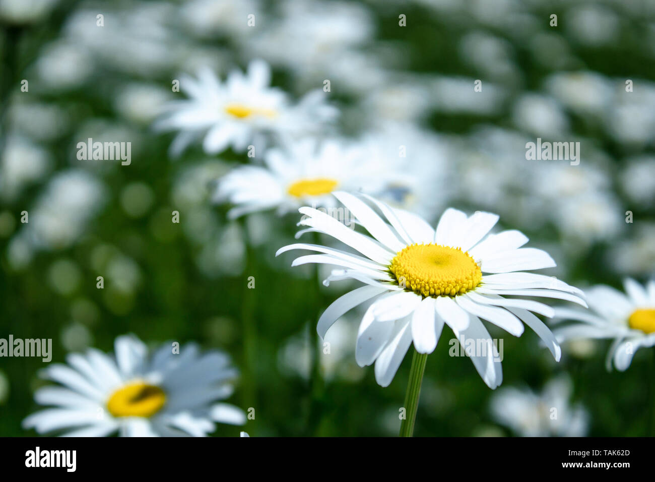 Emphasis to the color of the flowers hi-res stock photography and ...