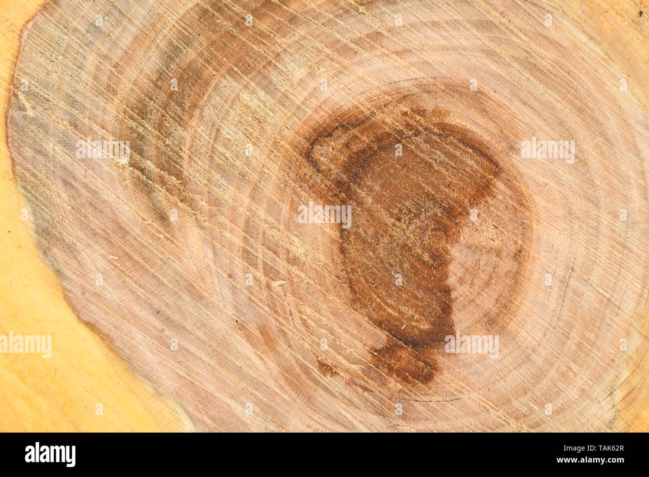 Top view of the surface of the fresh stump with annual rings closeup ...