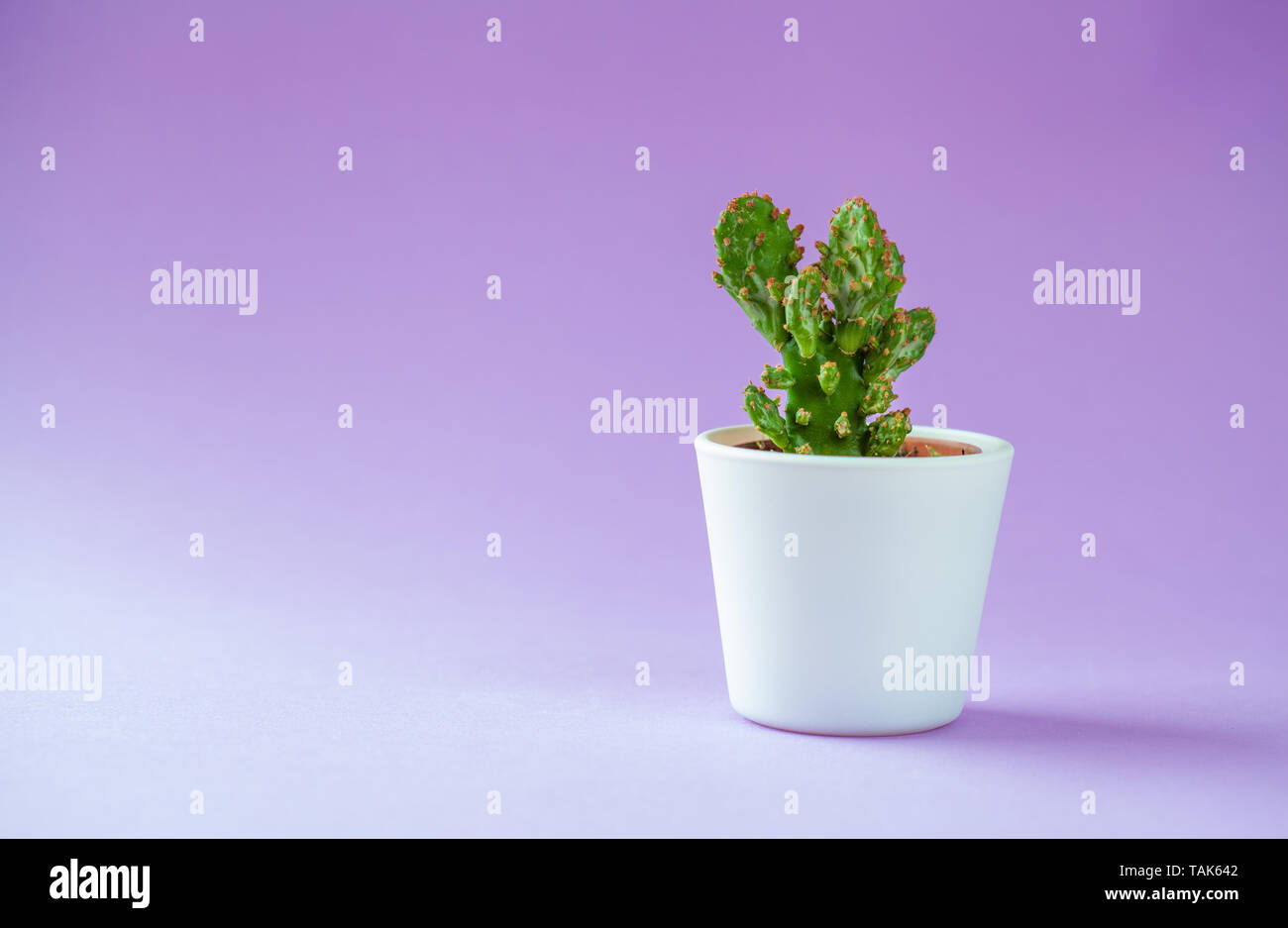 The little pot hi-res stock photography and images - Alamy