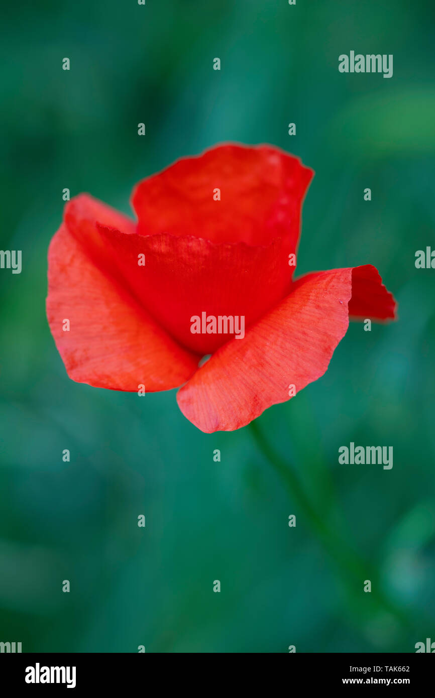 Single red poppy Stock Photo - Alamy