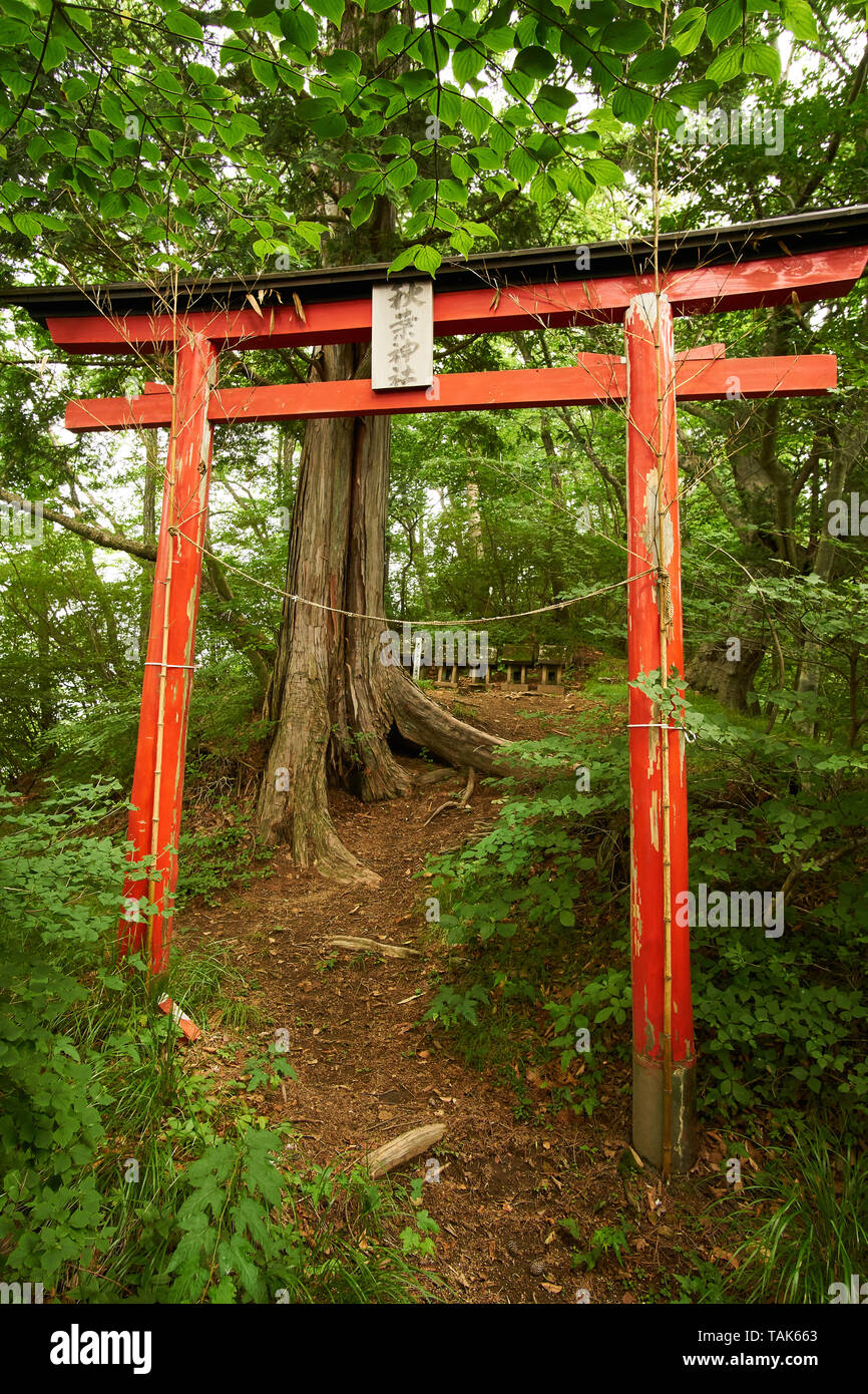 Old, worn vermilion torii shrine gate for Akiba Shrine in the forests ...