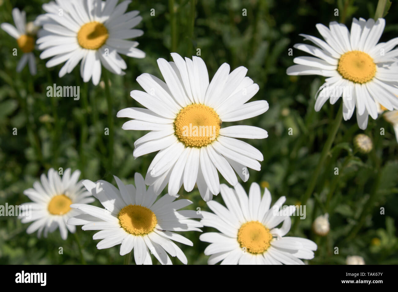 Group daisies close up hi-res stock photography and images - Alamy