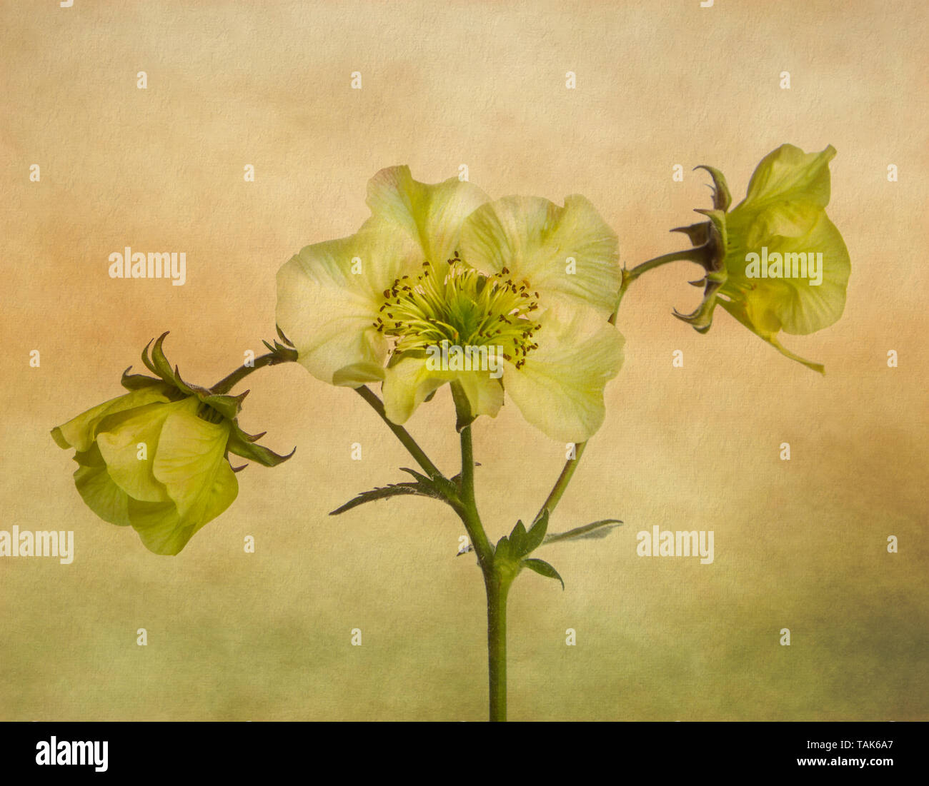 Geum flowers hi-res stock photography and images - Alamy