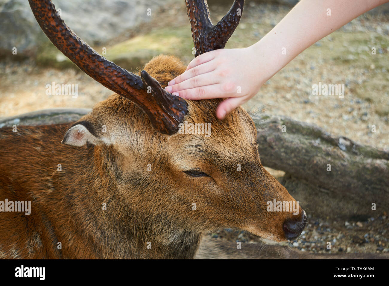 Prominent antlers hi-res stock photography and images - Alamy