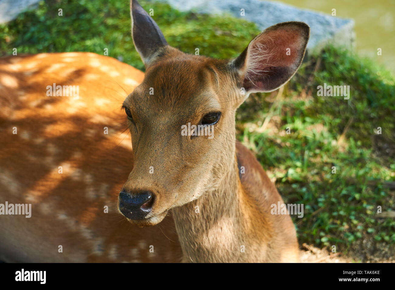 A young Japanese deer (spotted deer, Cervus nippon) fawn rests on the ...