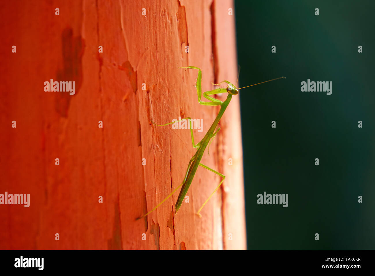 A bright green Japanese giant mantis (Tenodera aridifolia) climbs up a ...