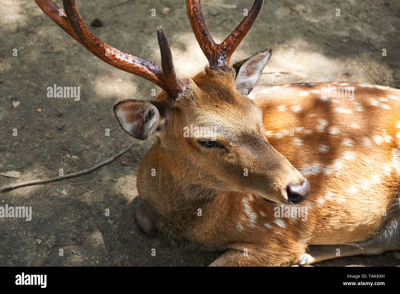 Japanese Spotted Deer High Resolution Stock Photography and Images - Alamy
